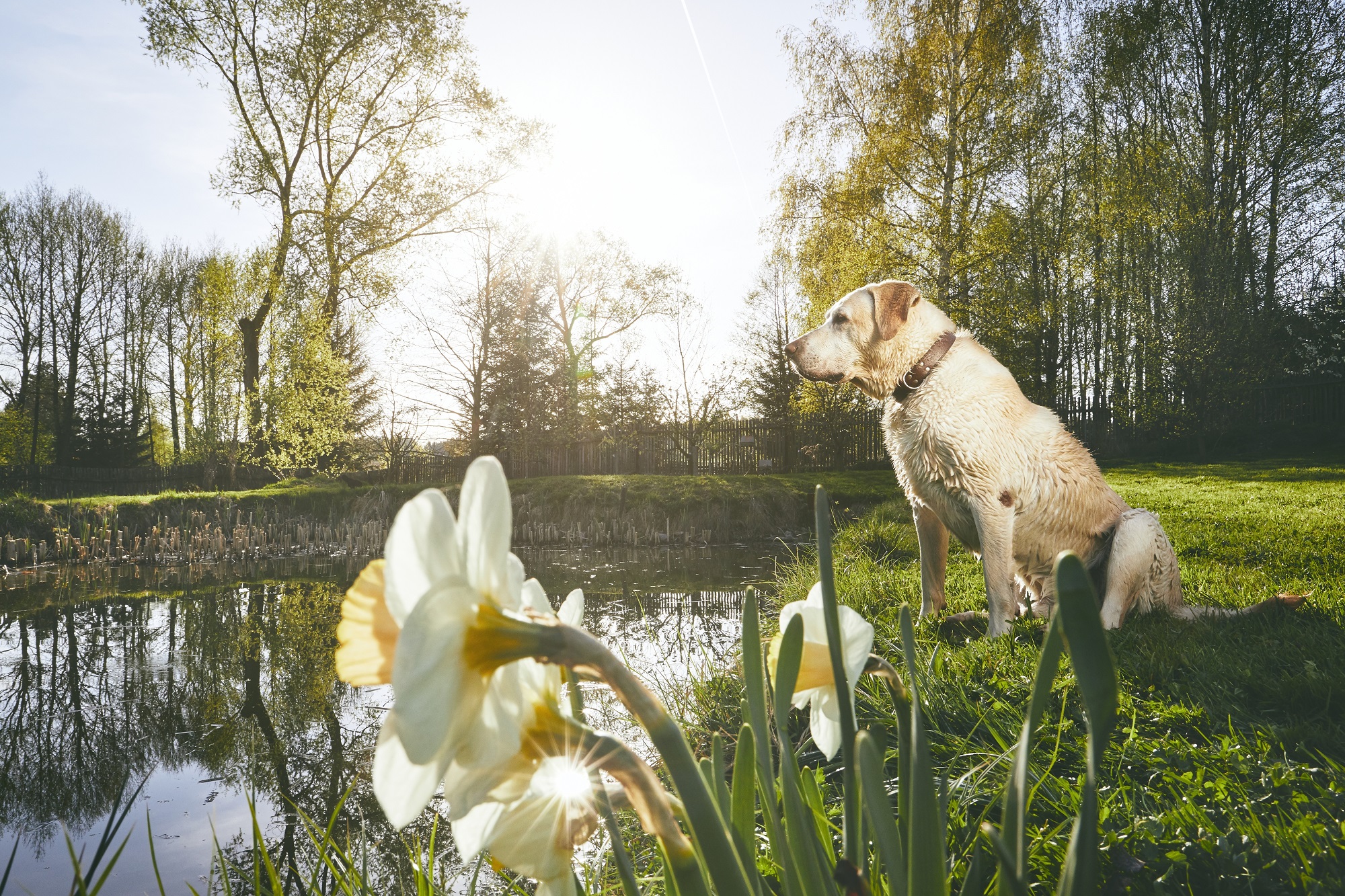 5 dicas para ser mais amigo do ambiente com os animais de estimação ...