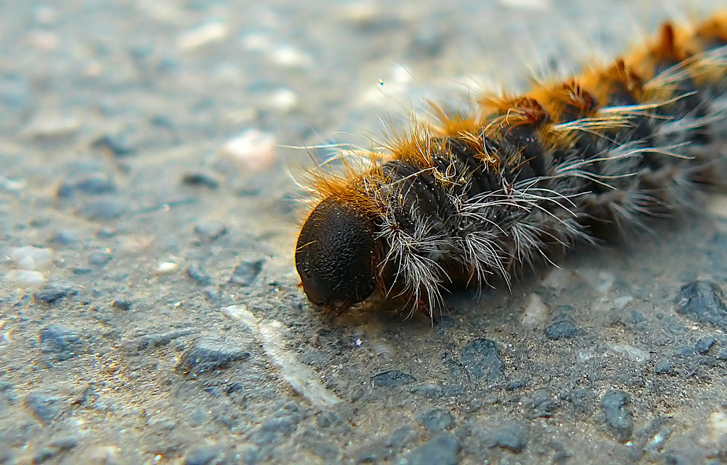 Conhece as processionárias ou lagartas-do-pinheiro? - Animal VIP